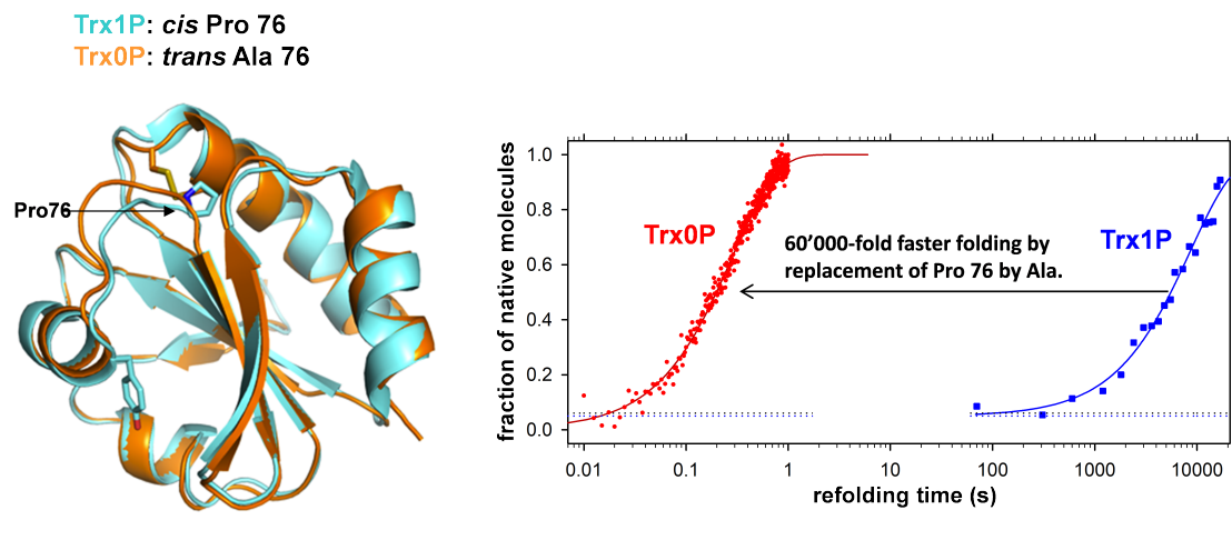 The Role Of Proline Cistrans Isomerization In Protein Folding And Function Glockshuber Group